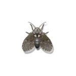Moth Fly Identification Guide | Action Pest Control