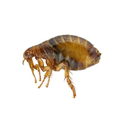 Flea Identification Guide | Action Pest Control