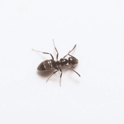 Odorous House Ant Identification Guide | Action Pest Control