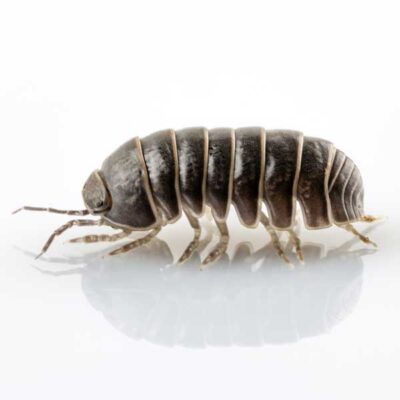 Pill Bug Identification Guide | Action Pest Control